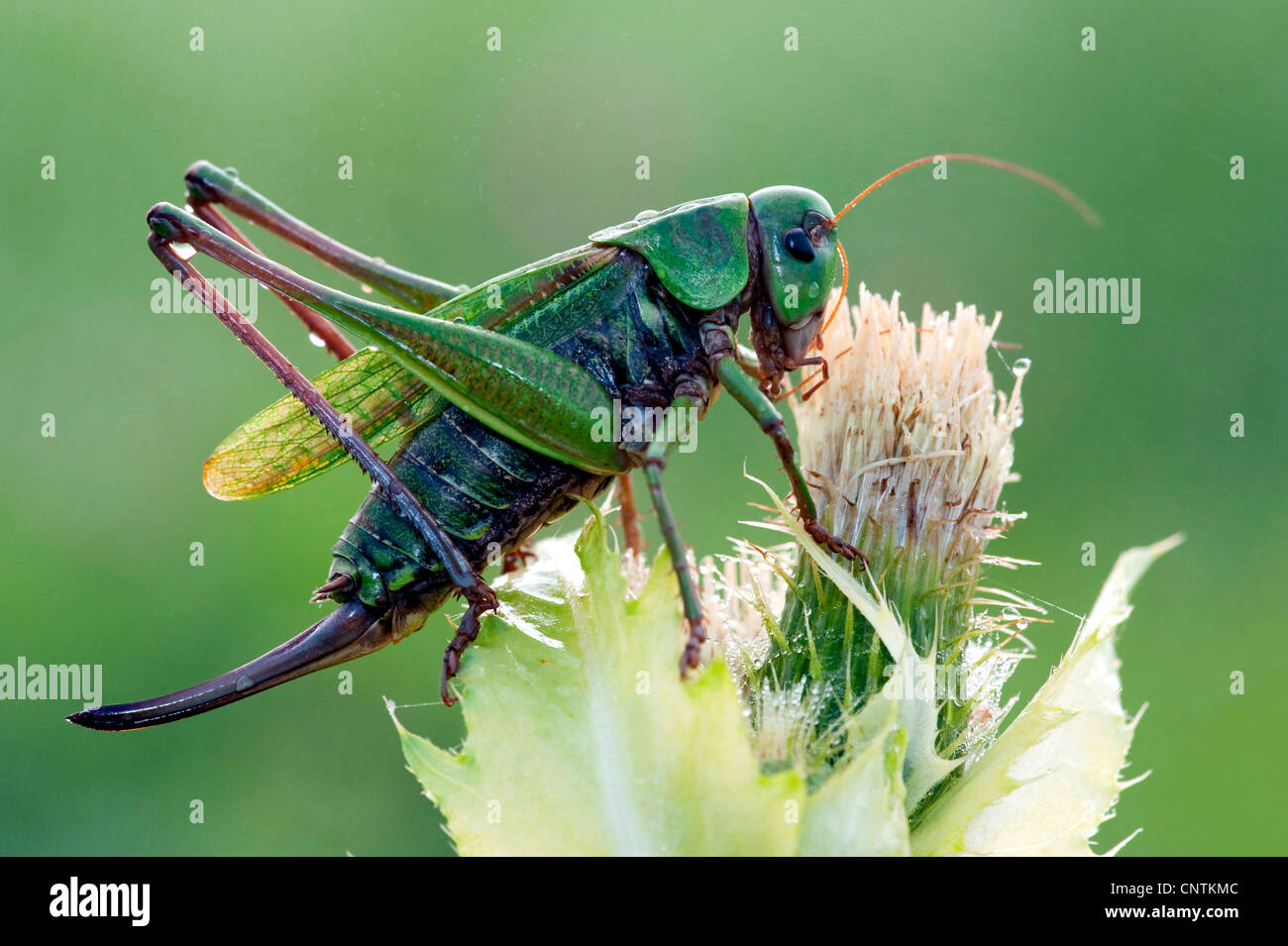 wart-biter, wart-biter bushcricket (Decticus verrucivorus), sitting on ...