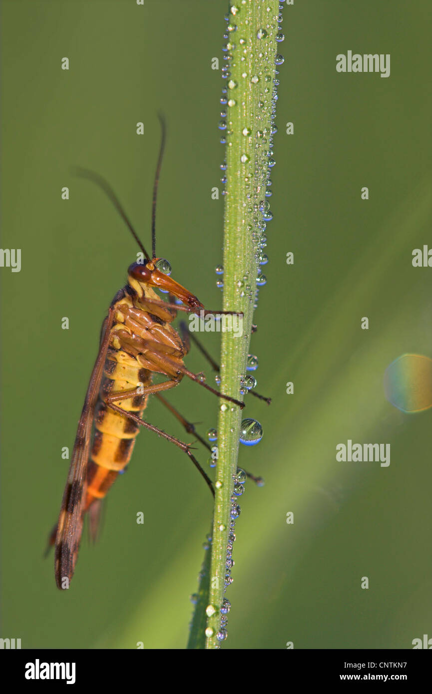 common scorpionfly (Panorpa communis), sitting on a leaf with morning ...