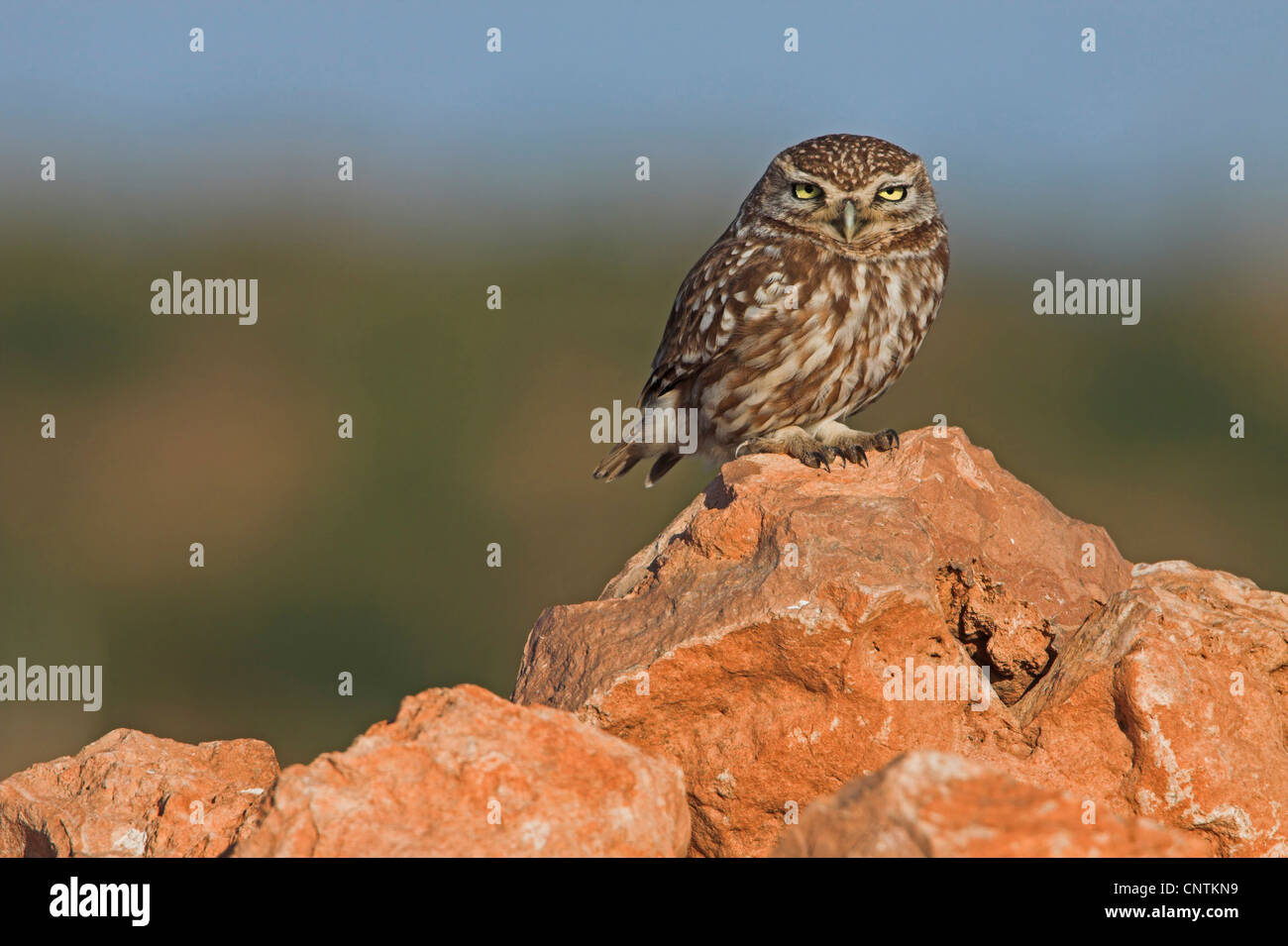 Noctua hi-res stock photography and images - Alamy