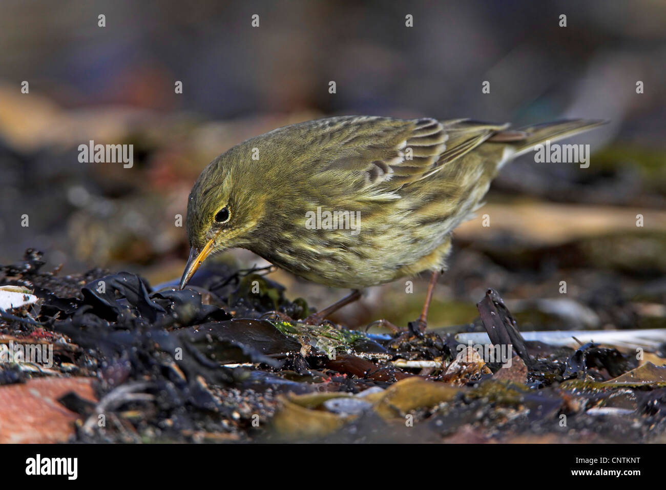 Rock pipits anthus petrosus hi-res stock photography and images - Alamy