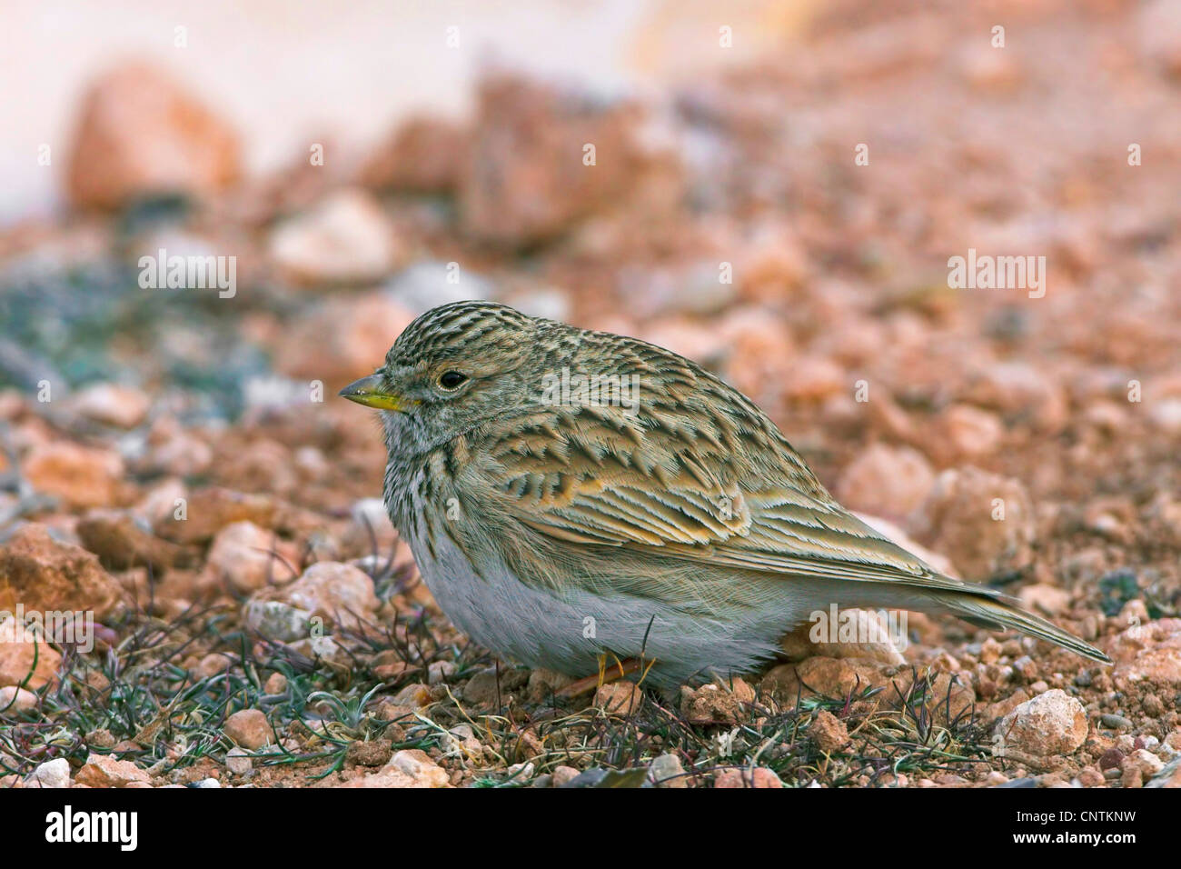 lesser short-toed lark (Calandrella rufescens), sitting on ground ...