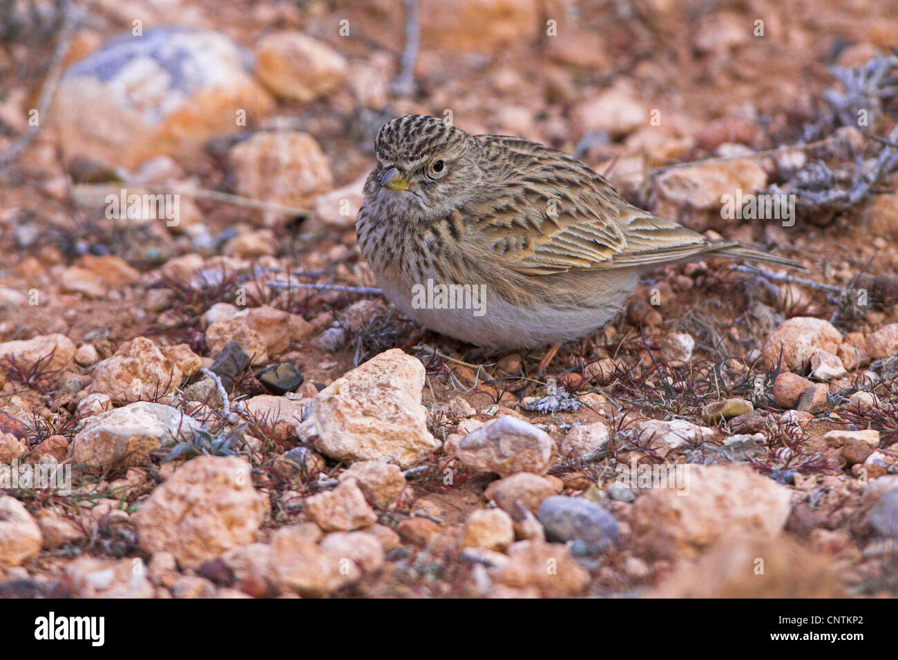 lesser short-toed lark (Calandrella rufescens), sitting on ground ...