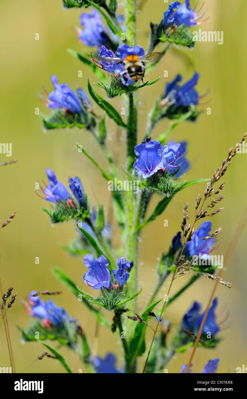 blueweed, blue devil, viper's bugloss, common viper's-bugloss (Echium ...