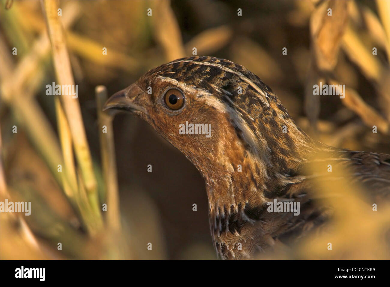 common quail (Coturnix coturnix), hidden behind grasses, Germany ...