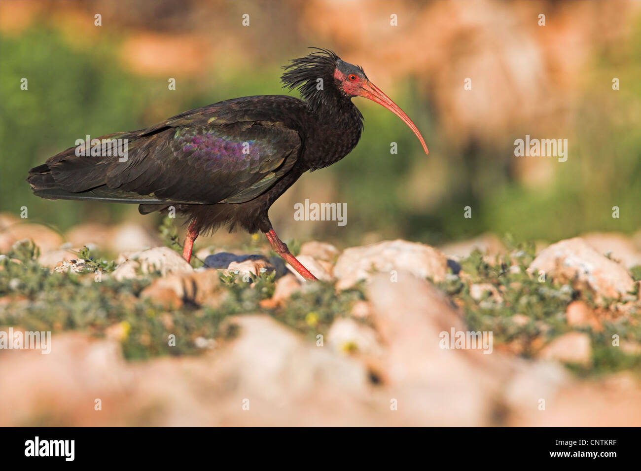 hermit ibis (Geronticus eremita), in desert, Morocco Stock Photo - Alamy