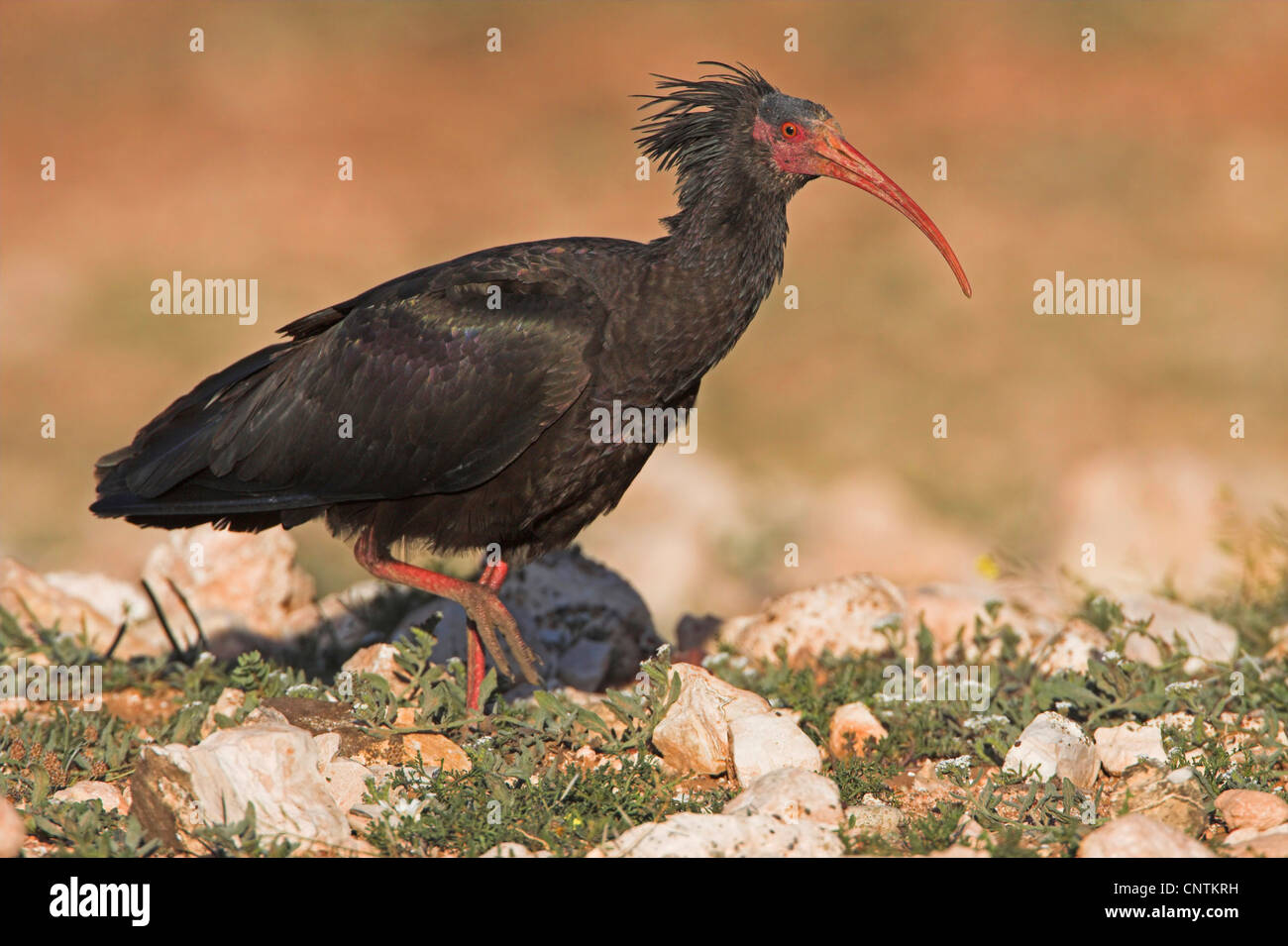 hermit ibis (Geronticus eremita), in desert, Morocco Stock Photo - Alamy