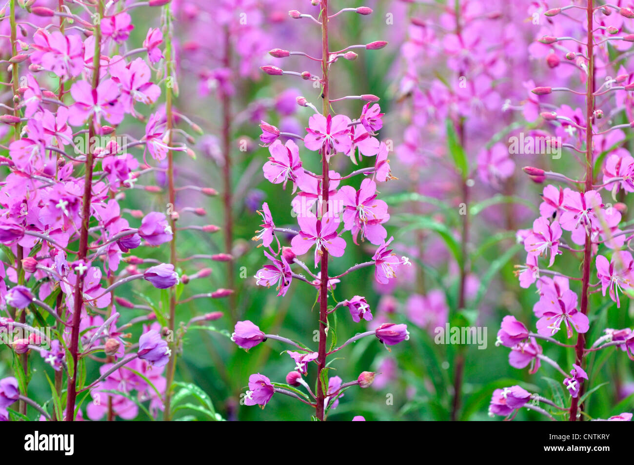 fireweed, blooming sally, rosebay willow-herb, great willow-herb ...