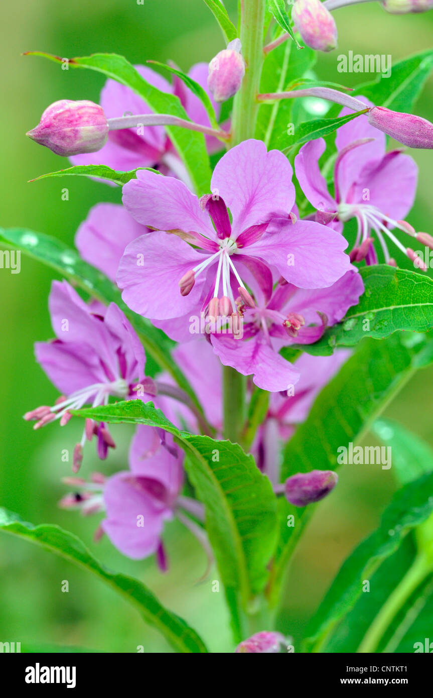 fireweed, blooming sally, rosebay willow-herb, great willow-herb ...