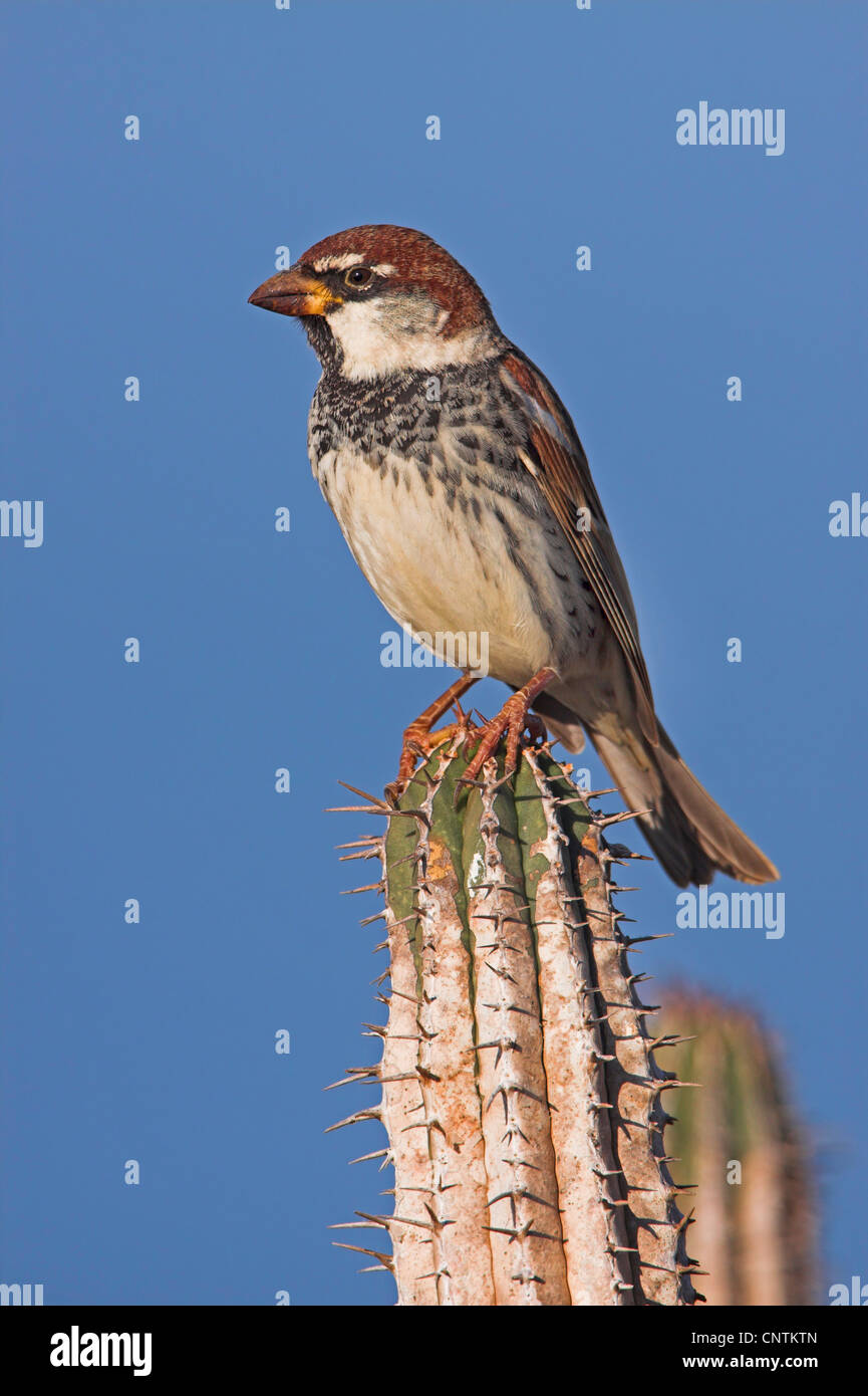 Spanish sparrow (Passer hispaniolensis), on euphorbia, Morocco Stock ...