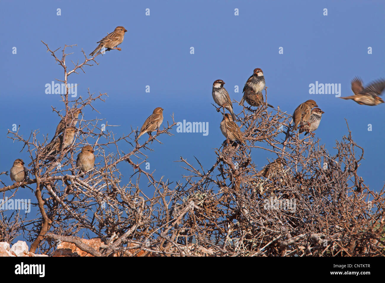 Spanish sparrow (Passer hispaniolensis), several males and females on a ...