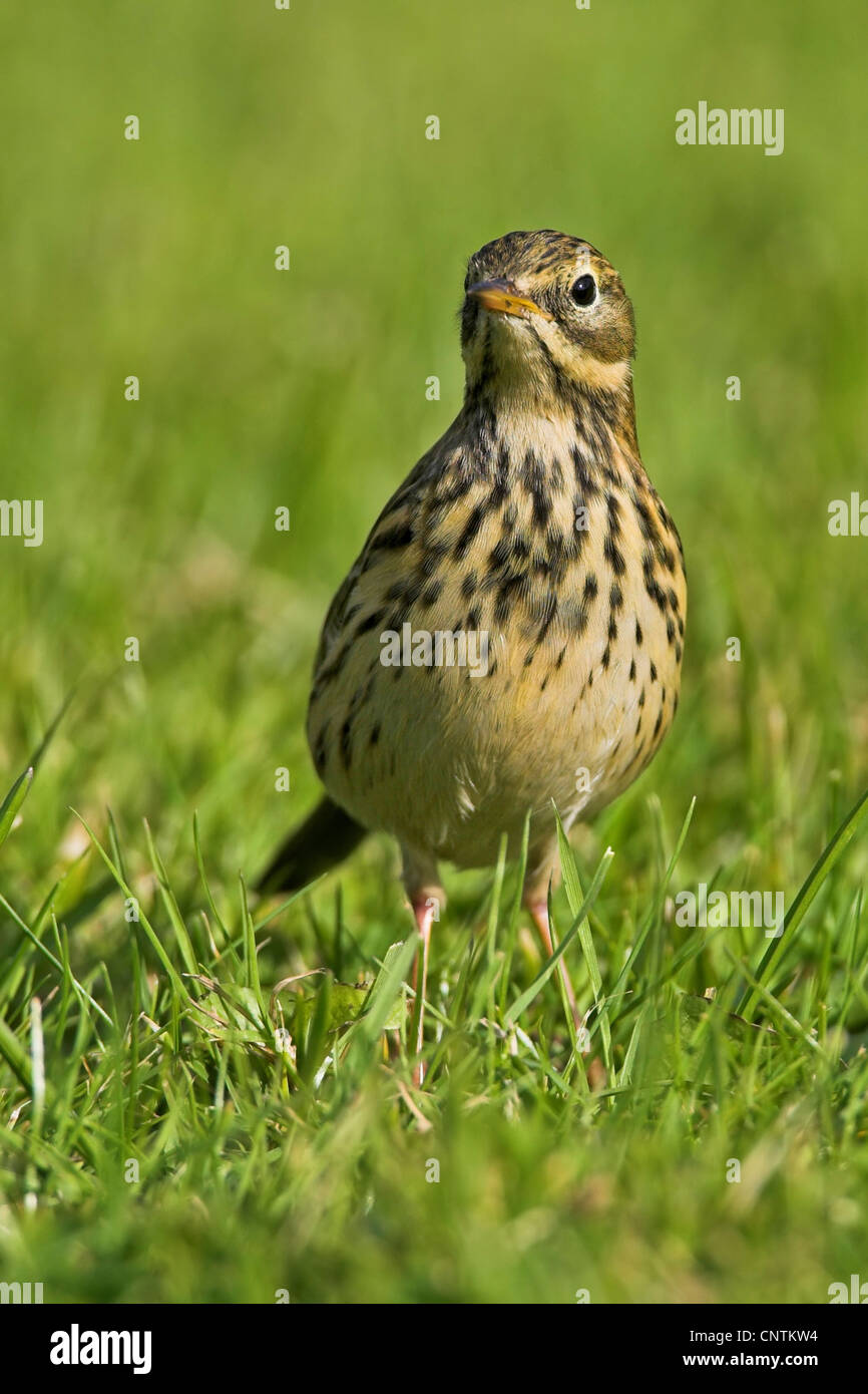 meadow pitpit (Anthus pratensis), standing on a meadow, Germany ...