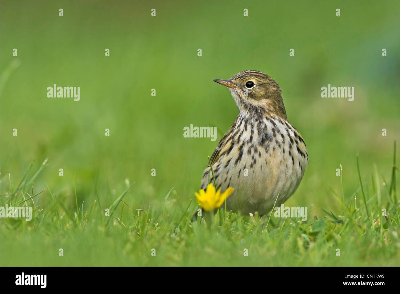 meadow pitpit (Anthus pratensis), standing on a meadow with yellow ...
