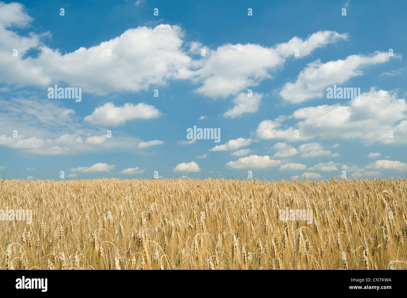 barley (Hordeum vulgare), ripe barley field, Germany Stock Photo - Alamy