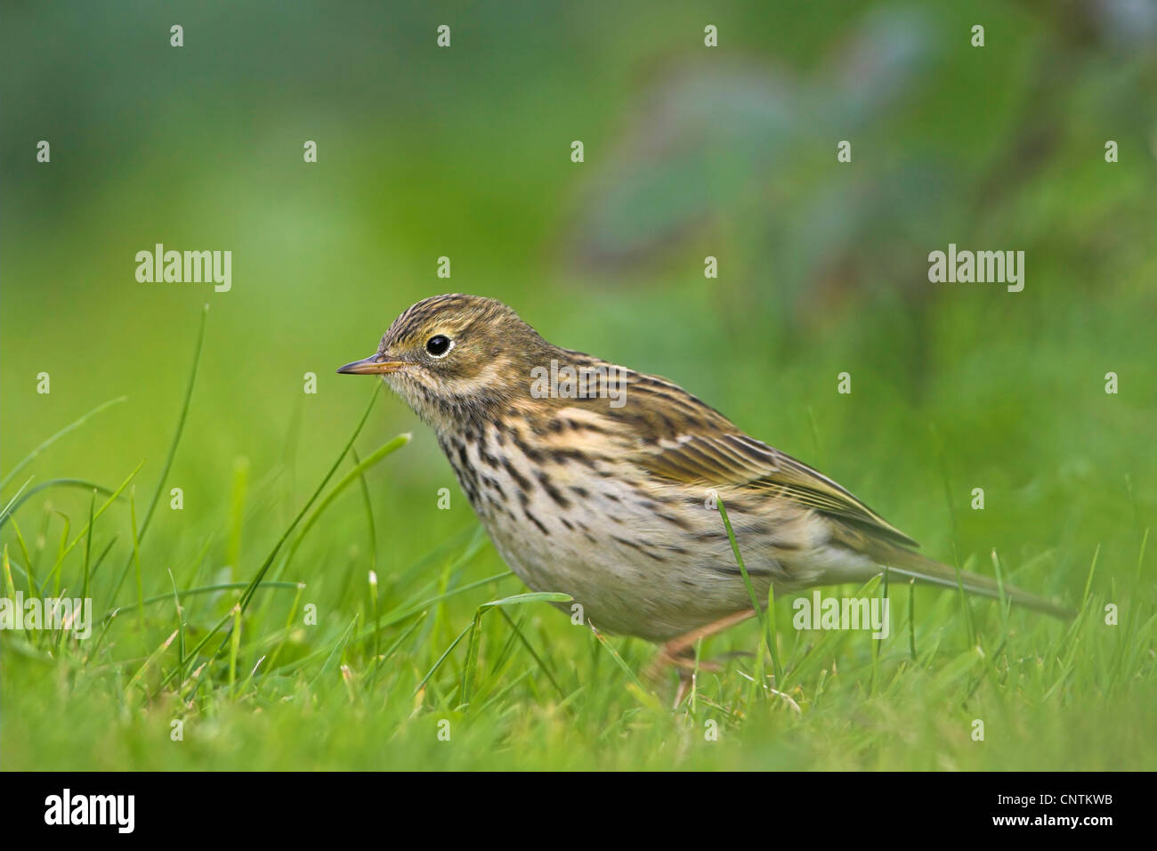 meadow pitpit (Anthus pratensis), standing on a meadow , Germany ...