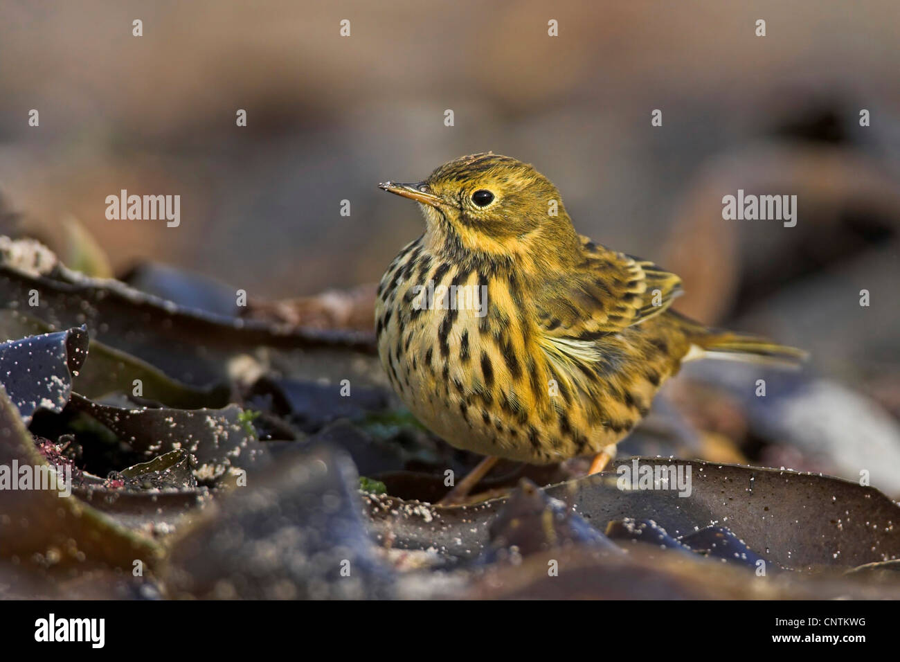 Portrait format meadow pipit hi-res stock photography and images - Alamy