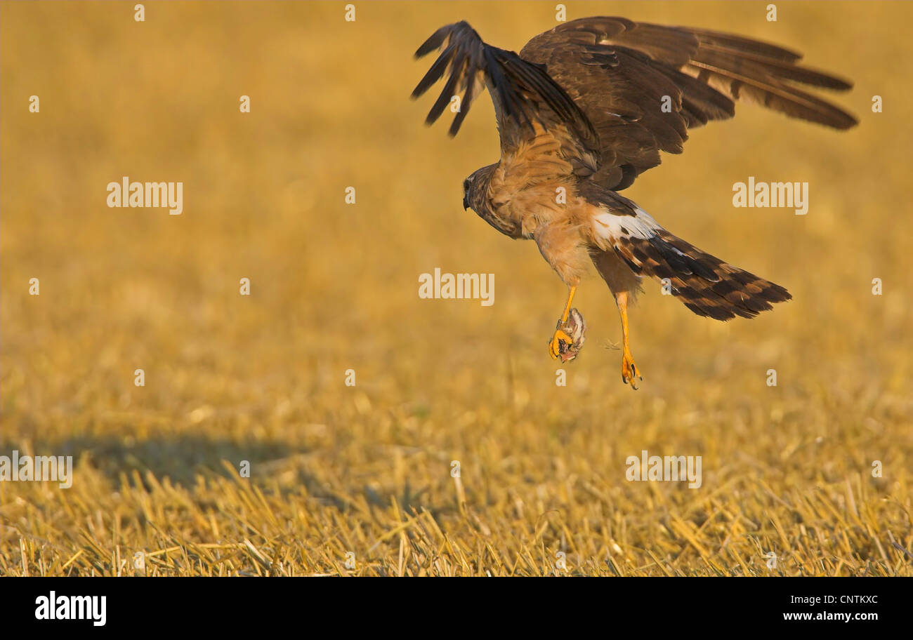Circus pygargus montagues harrier hi-res stock photography and images ...