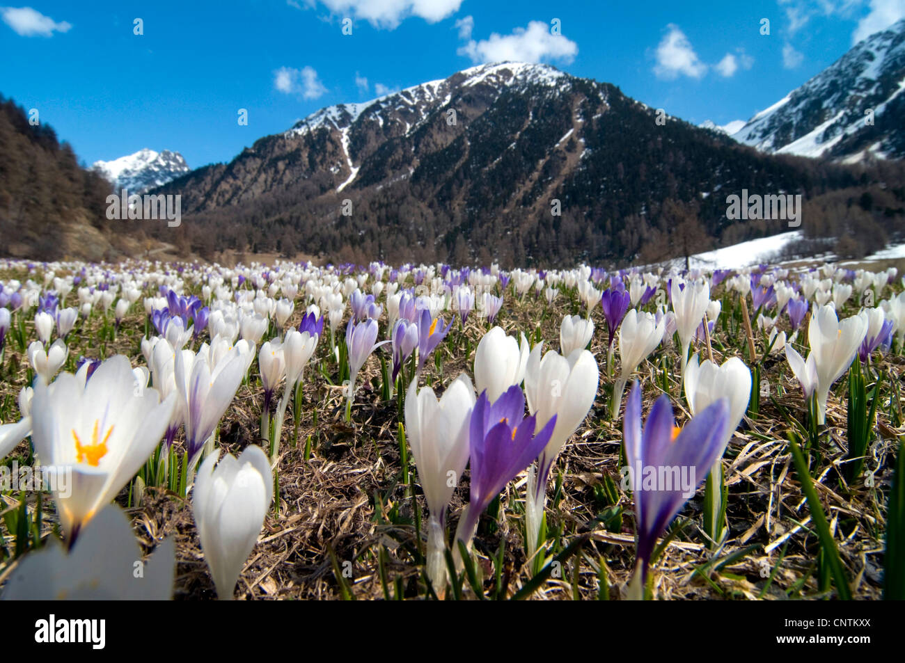 Matschertal hi-res stock photography and images - Alamy