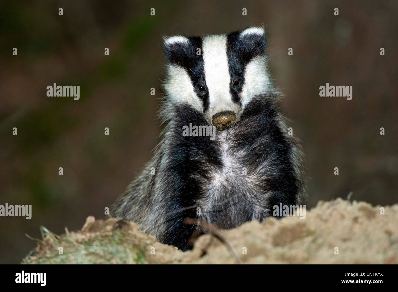 Old World badger, Eurasian badger (Meles meles), portrait of a juvenile ...