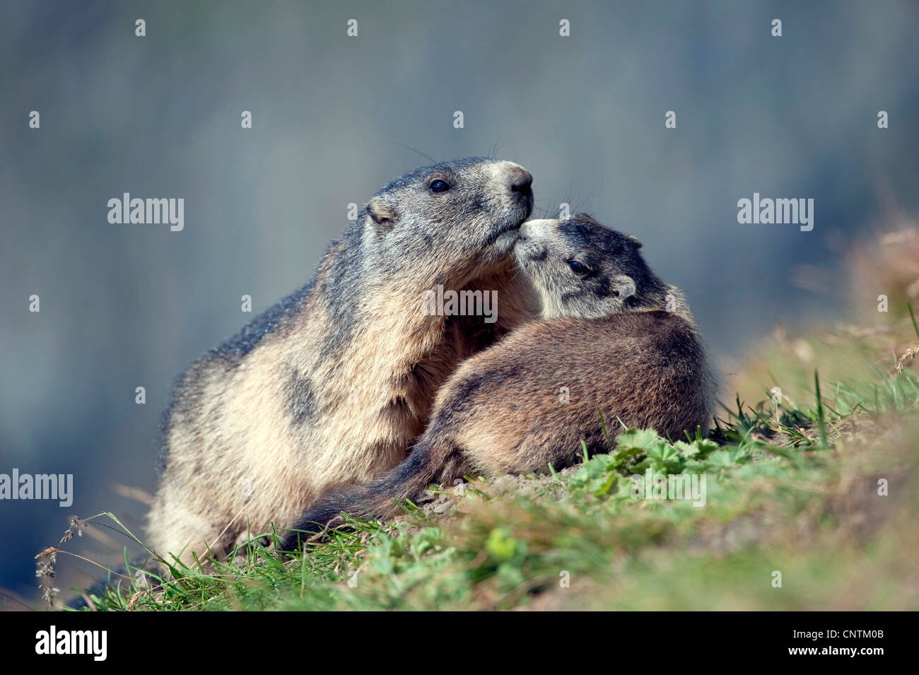 alpine marmot (Marmota marmota), adult and juvenile sniffing at each other on an alpine pasture ...