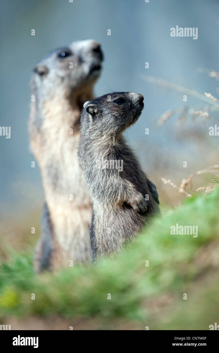 alpine marmot (Marmota marmota), adult and juvenile standing beside each other on an alpine ...