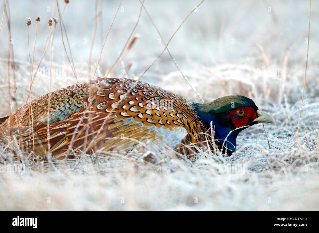 common pheasant, Caucasus Pheasant, Caucasian Pheasant (Phasianus ...