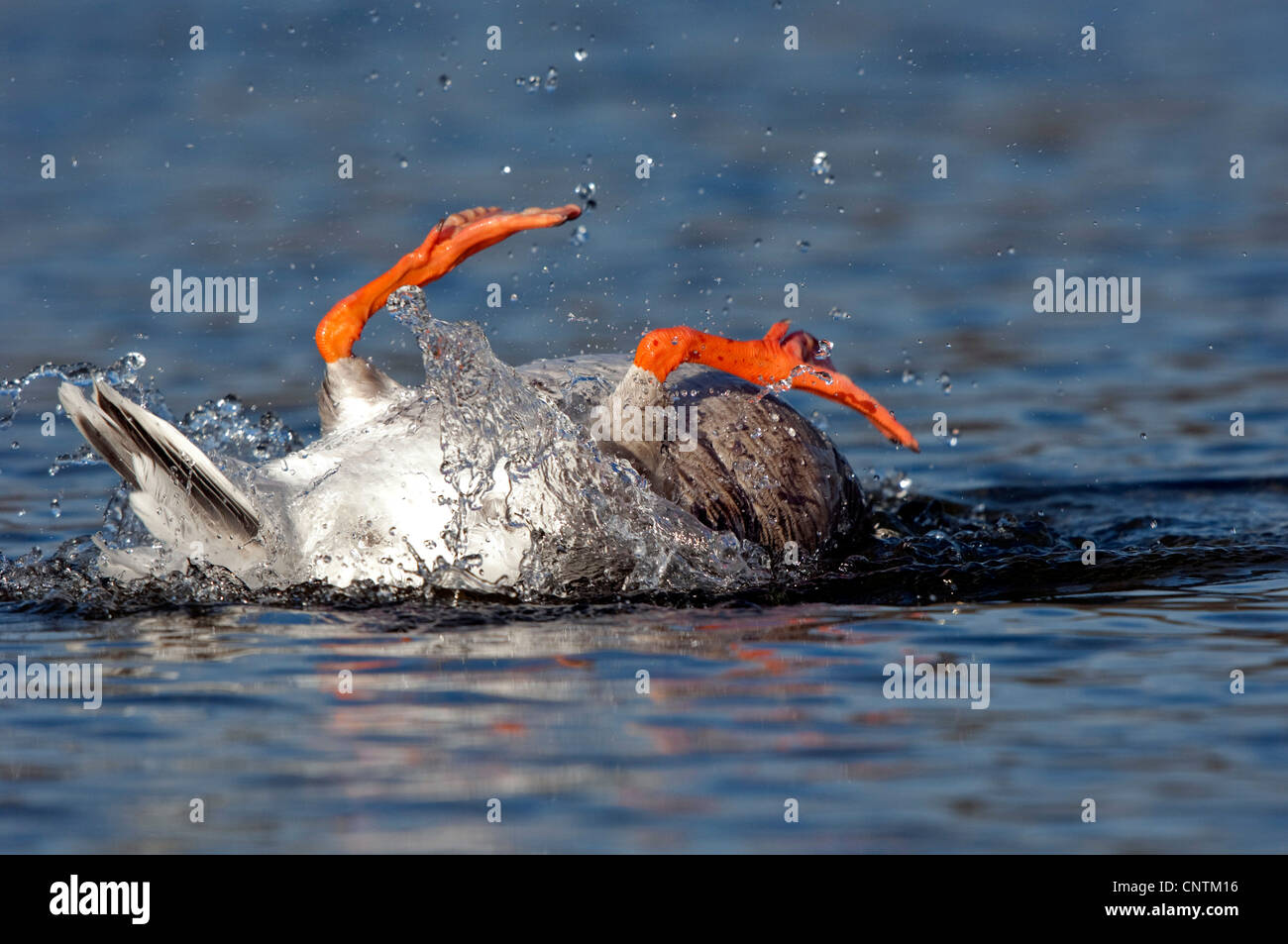 greylag goose (Anser anser), bathing on the back stretching the feet ...