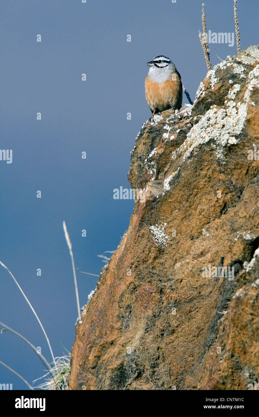 rock bunting (Emberiza cia), sitting on soil slope, Italy, South Tyrol ...
