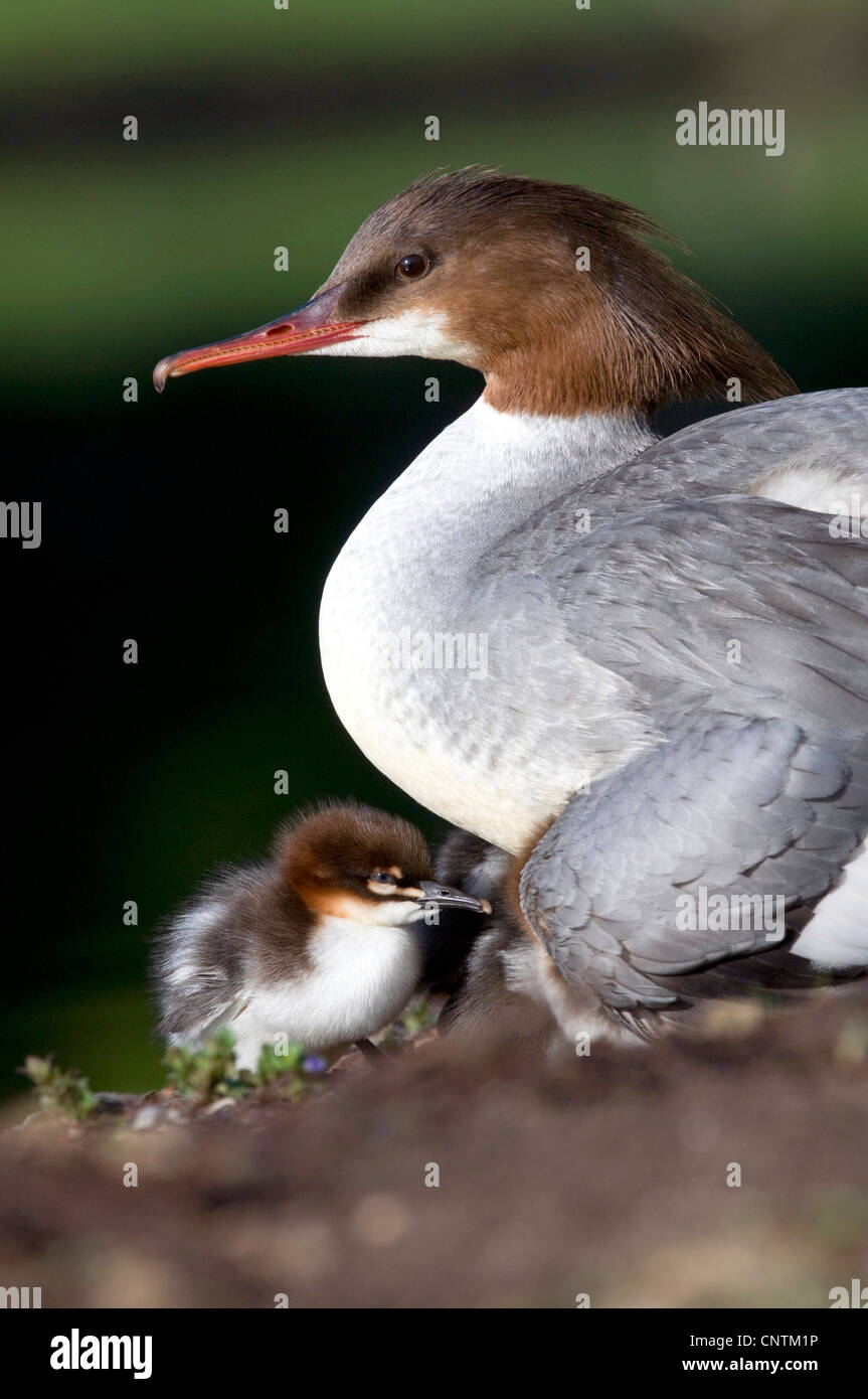 View of goosander with chicks hi-res stock photography and images - Alamy