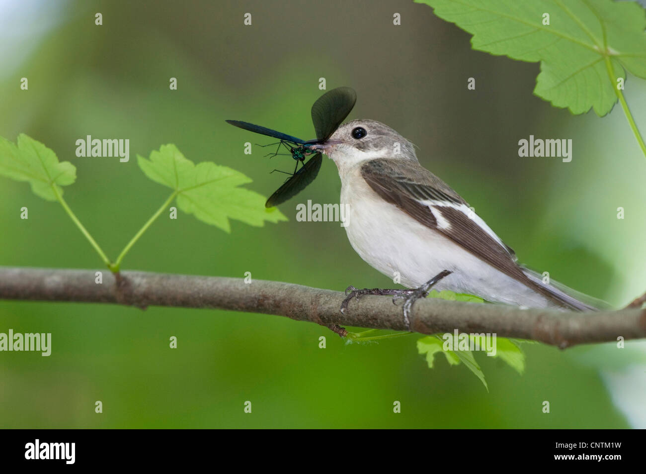 collared flycatcher (Ficedula albicollis), female with caught dragonfly ...