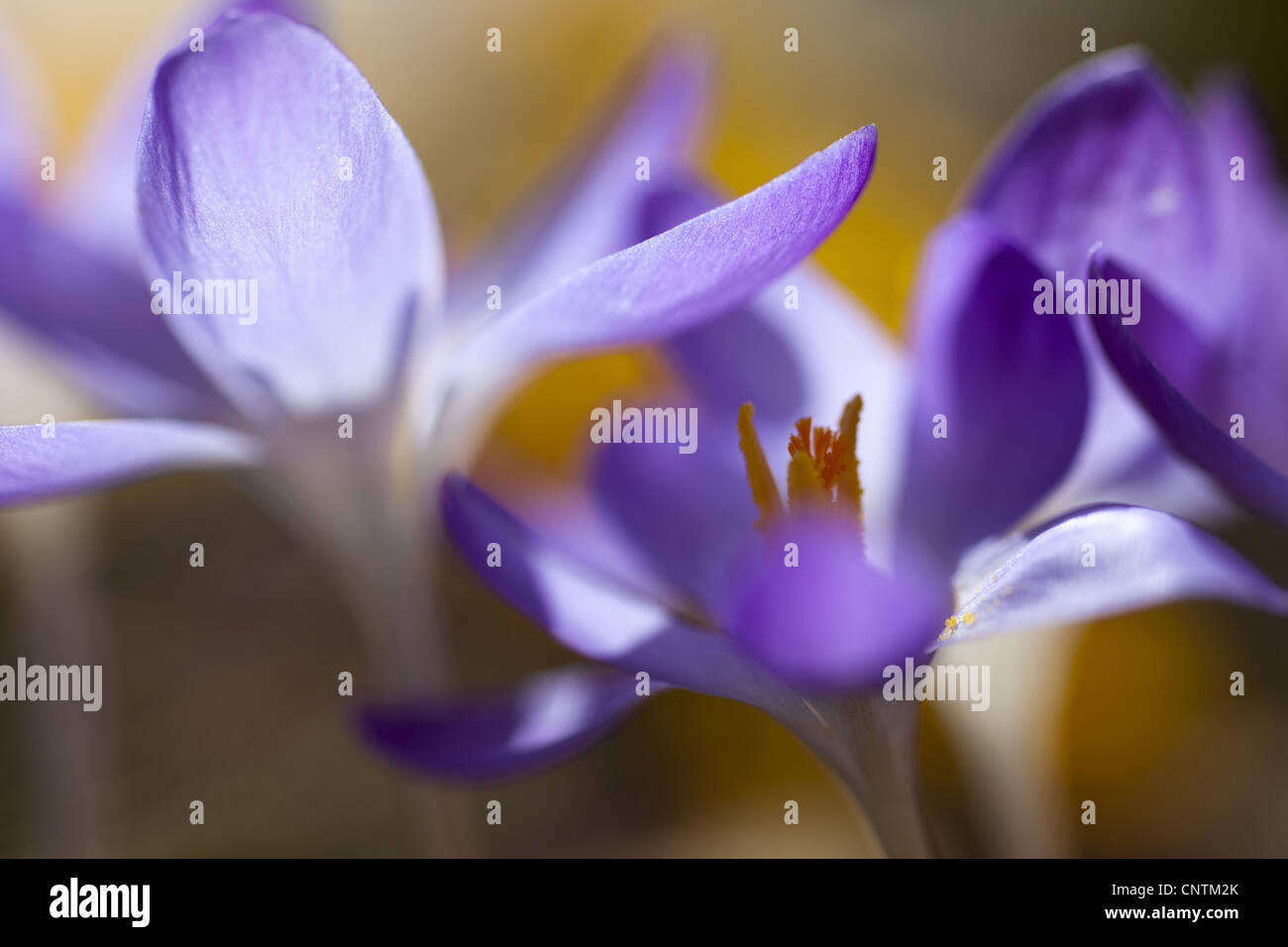 Crocus spec hi-res stock photography and images - Alamy