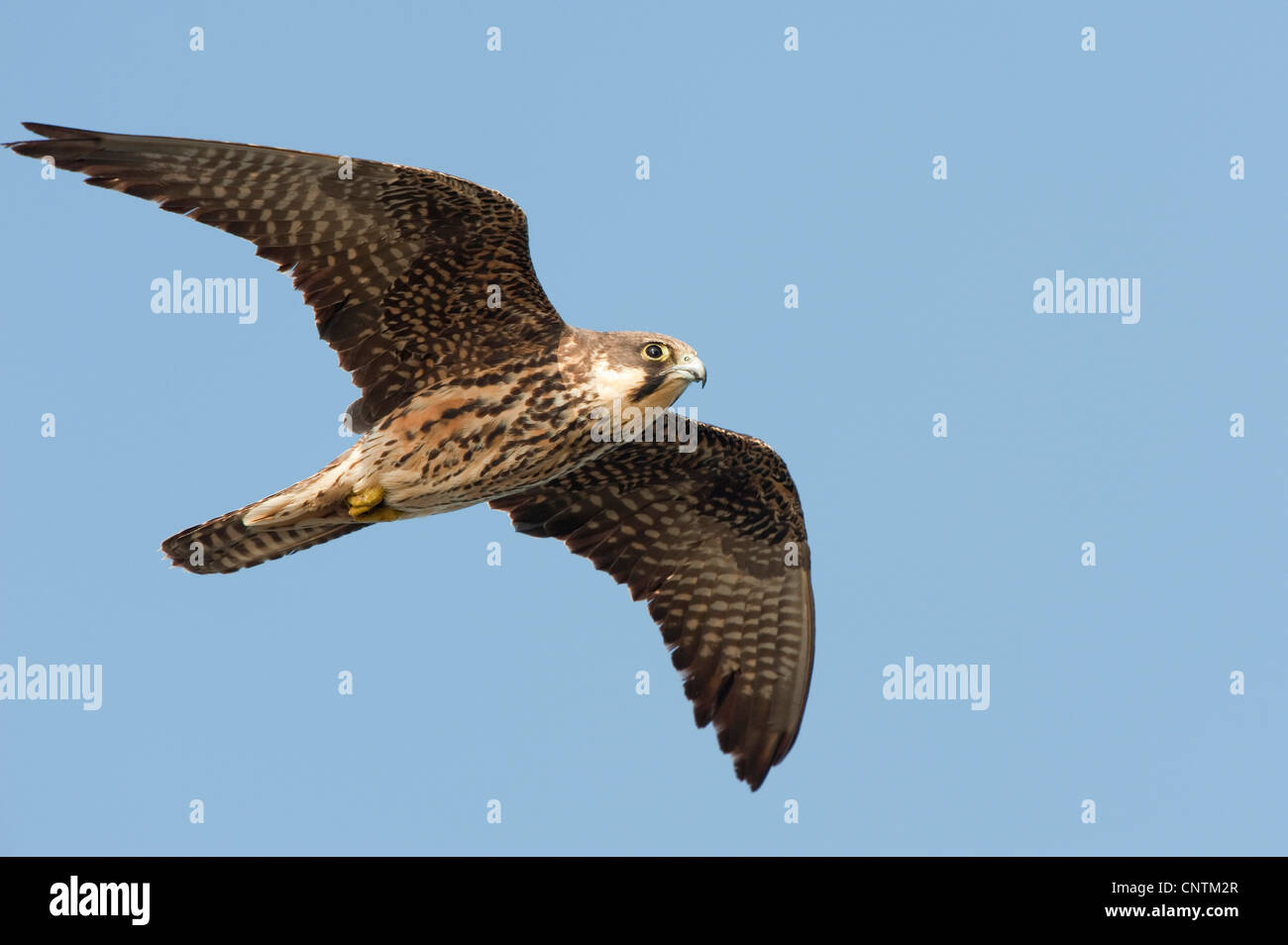 Eleonora's falcon (Falco eleonorae), flying bright male, Italy ...