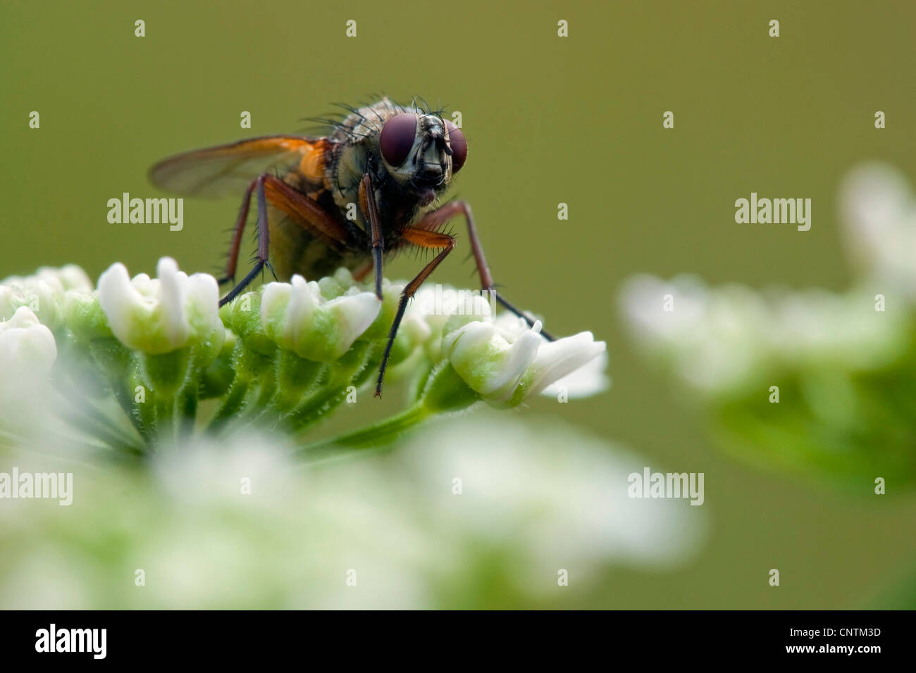 Tachina tachinidae hi-res stock photography and images - Alamy