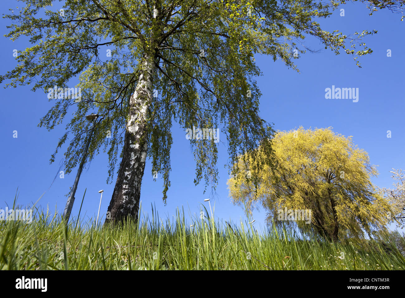 common birch, silver birch, European white birch, white birch (Betula ...