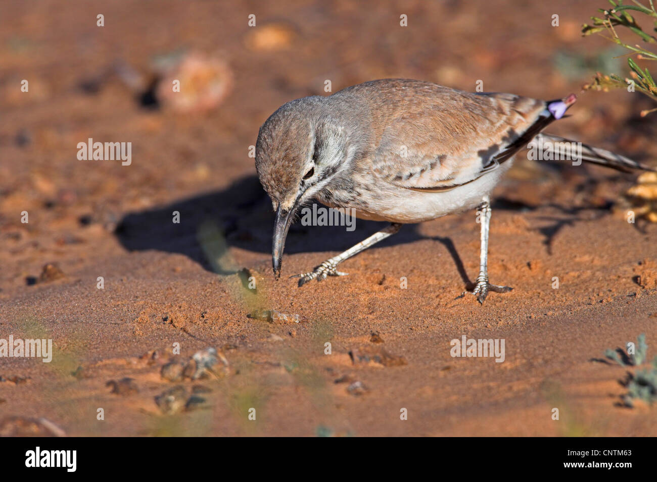 hoopoe lark, bifasciated lark (Alaemon alaudipes), on the feed, Morocco ...