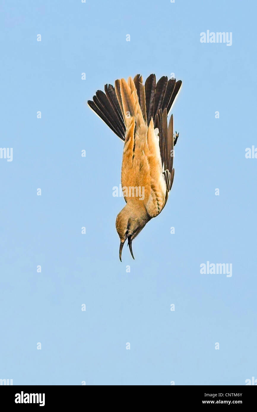 hoopoe lark, bifasciated lark (Alaemon alaudipes), nose diving, Morocco ...