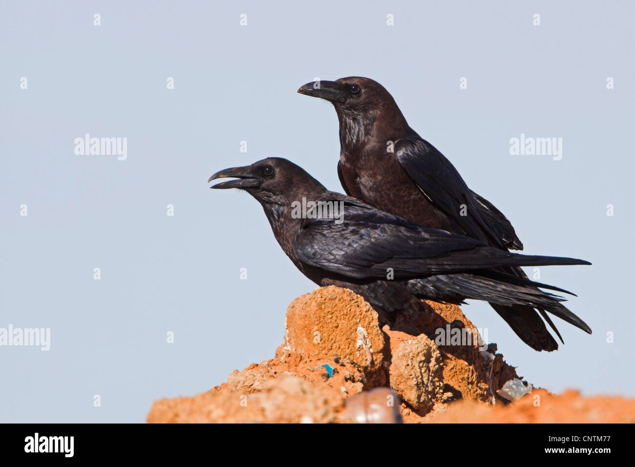 brown-necked raven (Corvus ruficollis), couple on stone, Morocco Stock ...