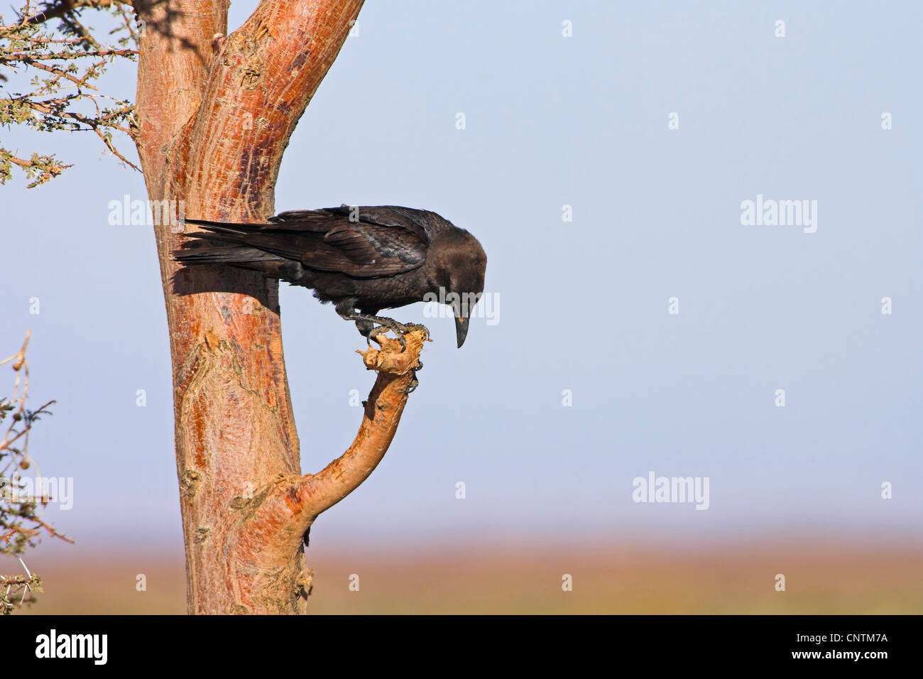Raven on branch hi-res stock photography and images - Alamy