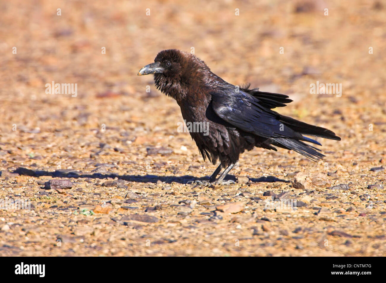 brown-necked raven (Corvus ruficollis), fluffling up, Morocco Stock ...