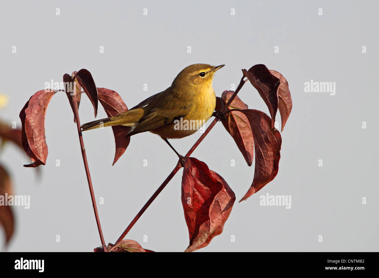 chiffchaff (Phylloscopus collybita), on shrub in autumn, Germany ...