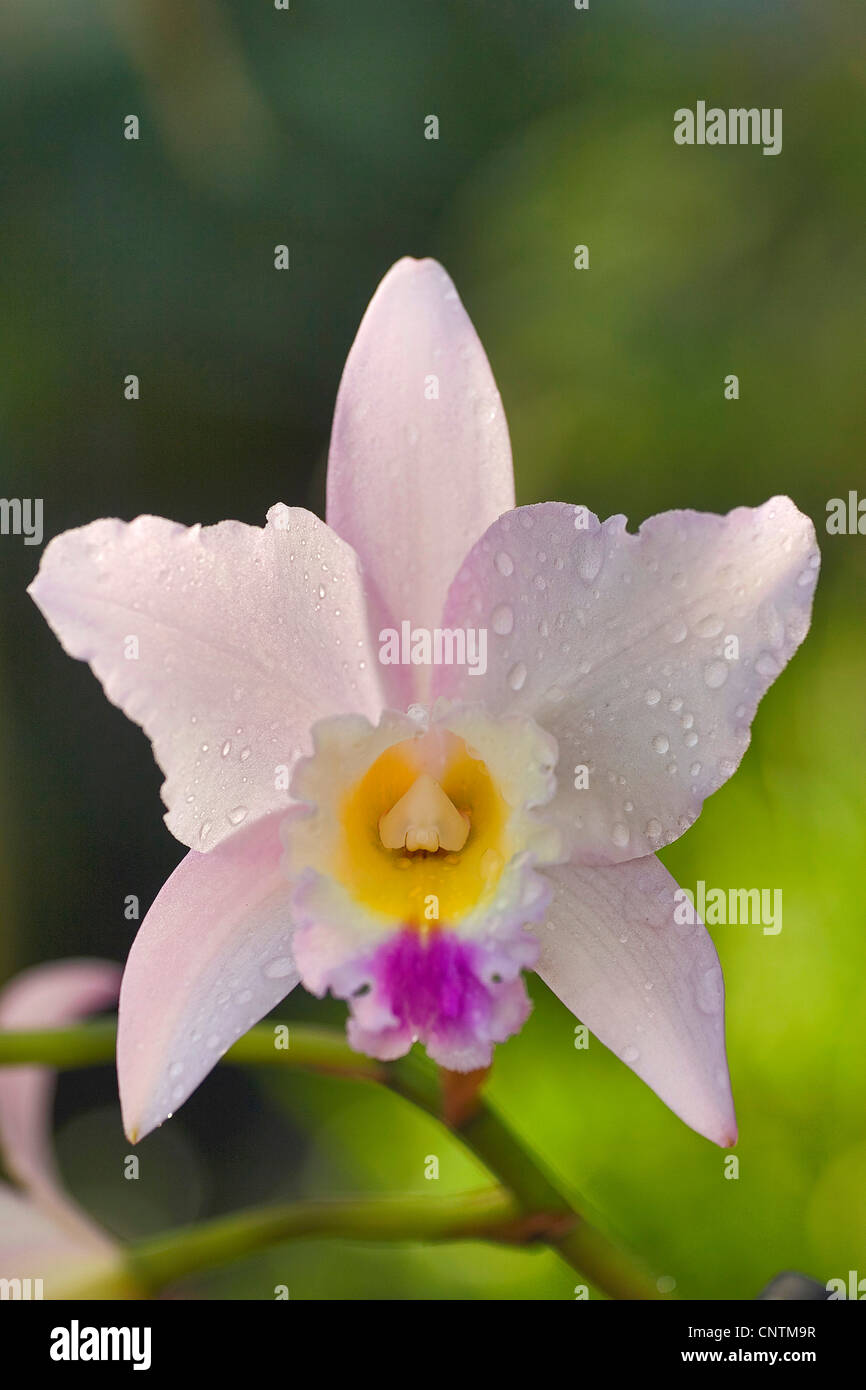 Cattleya (Cattleya), flower Stock Photo - Alamy