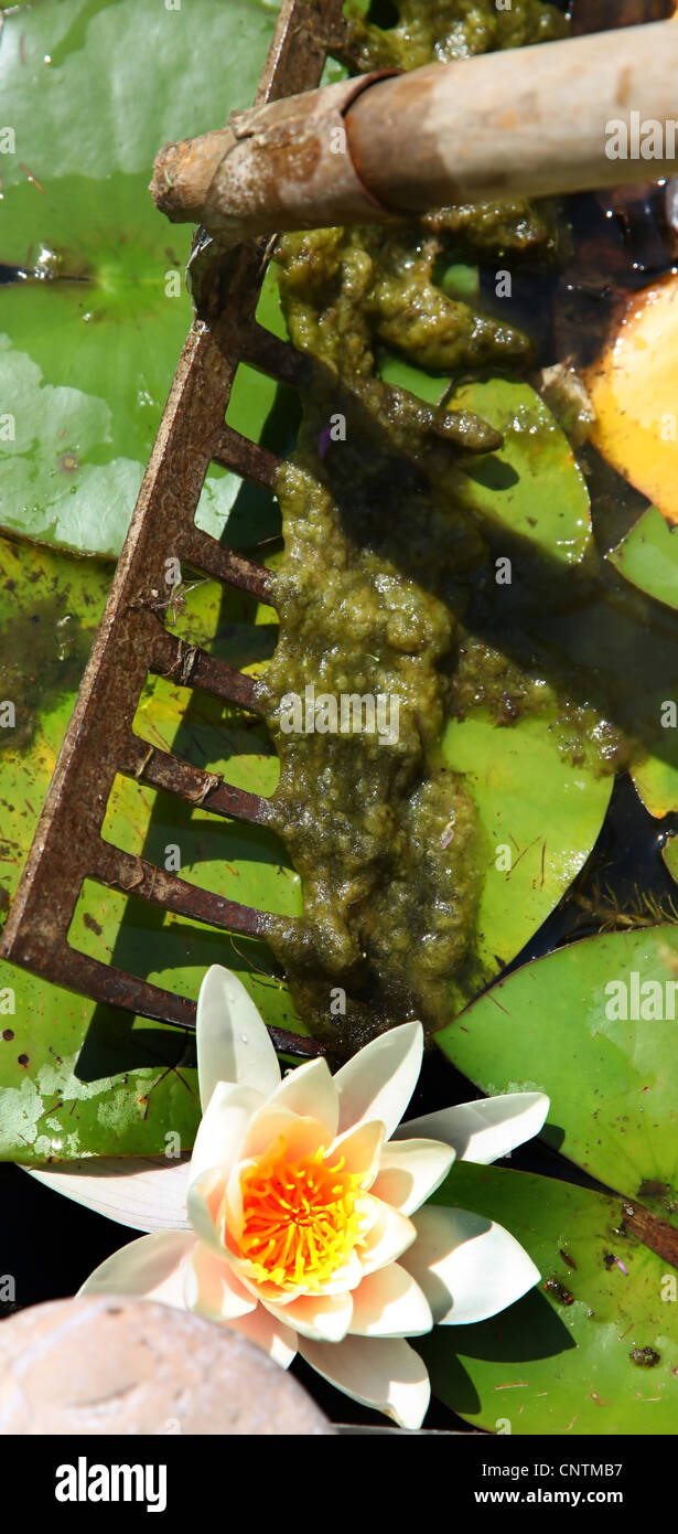 , fishing of algae with a rake in a pond Stock Photo - Alamy