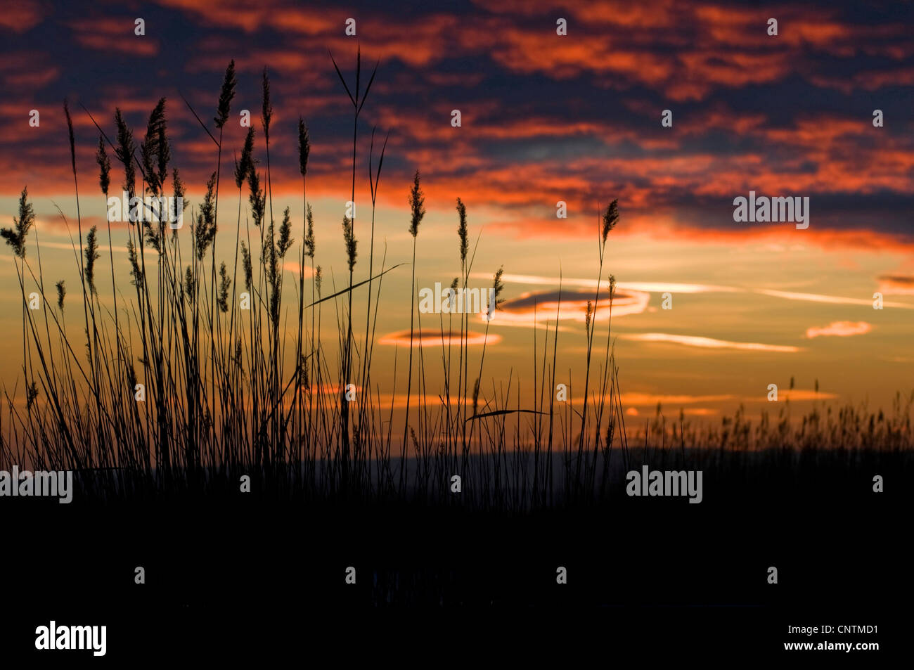 Reed bed sunset cattail hi-res stock photography and images - Alamy
