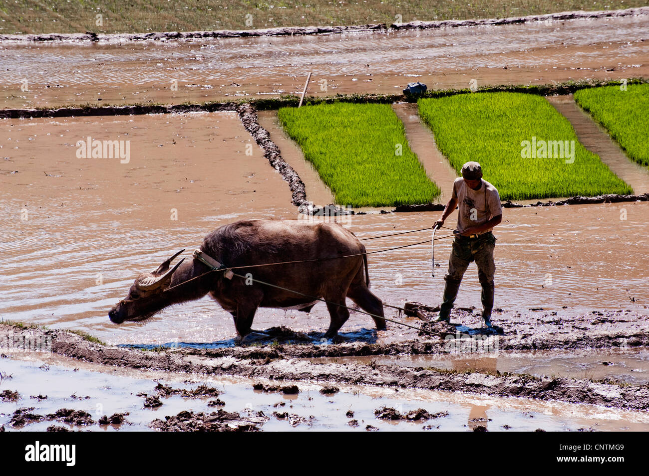 Asian water buffalo, wild water buffalo, carabao (Bubalus bubalis ...