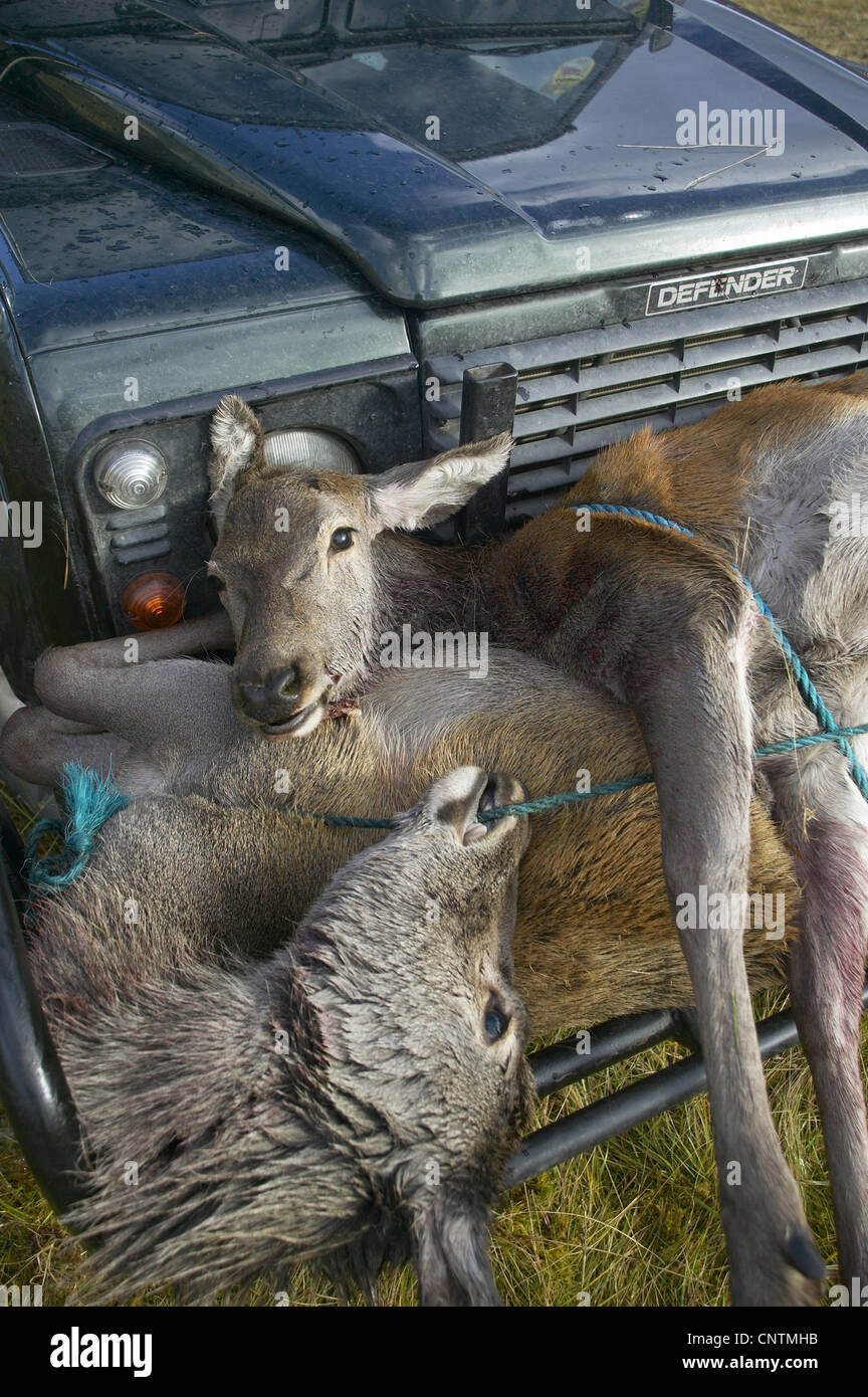 red deer (Cervus elaphus), shot red deers on the front tray of a land ...