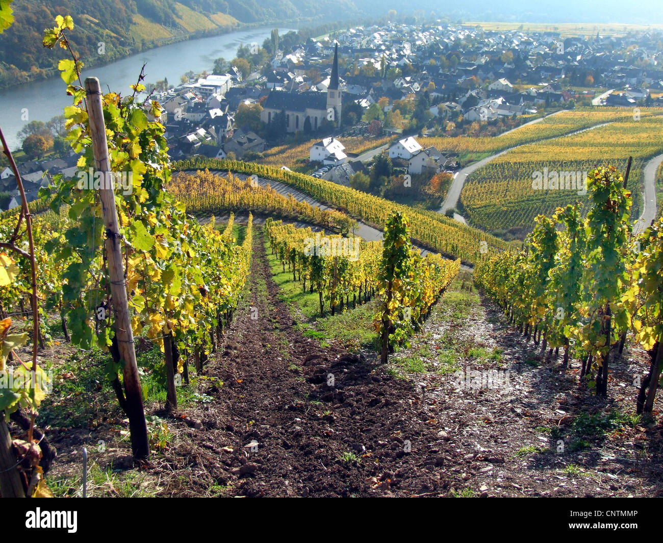 Vineyards at kroev at the mittelmosel hi-res stock photography and ...