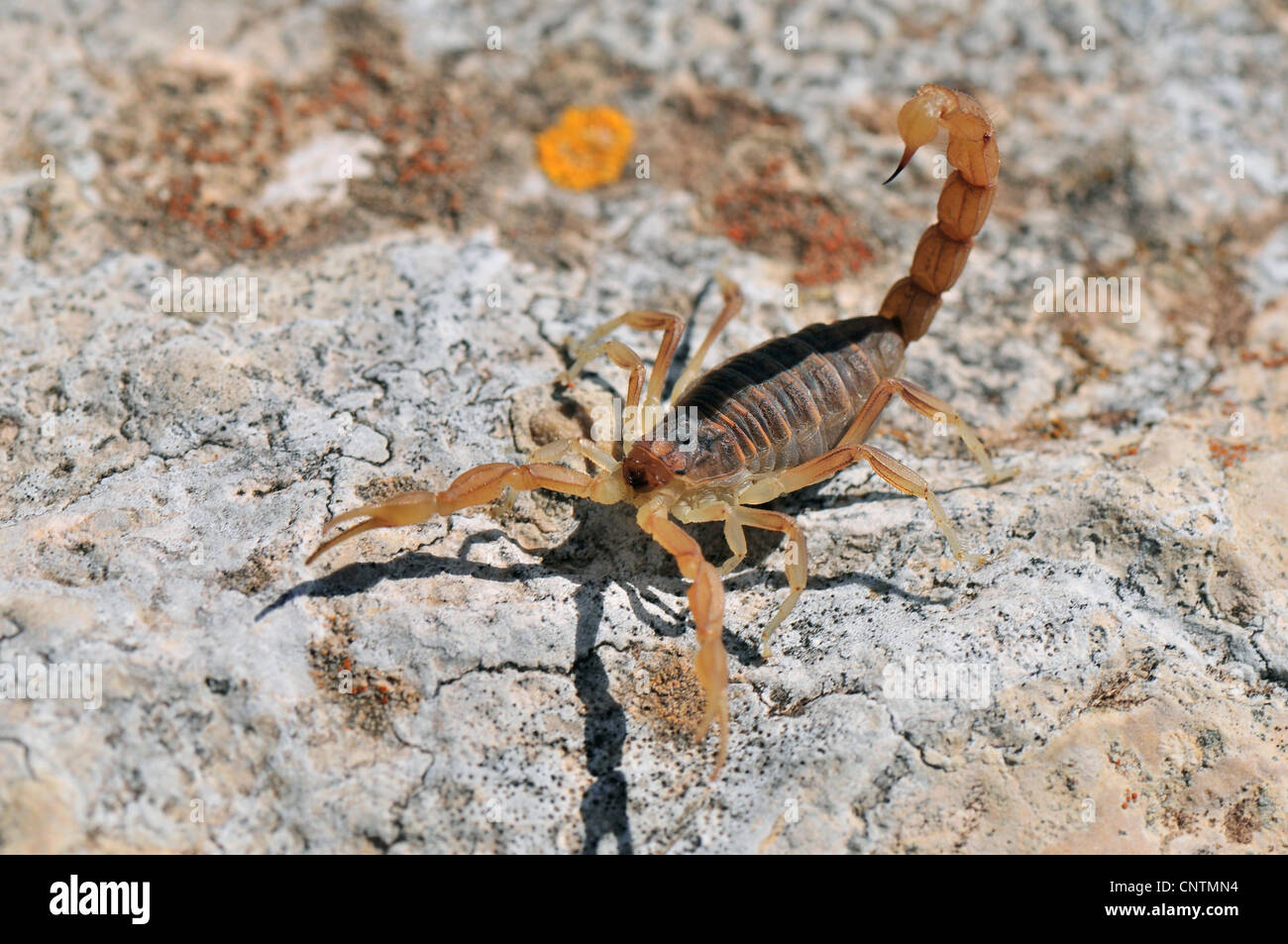 Iberian scorpion (Buthus ibericus), sitting on a stone, Portugal Stock ...