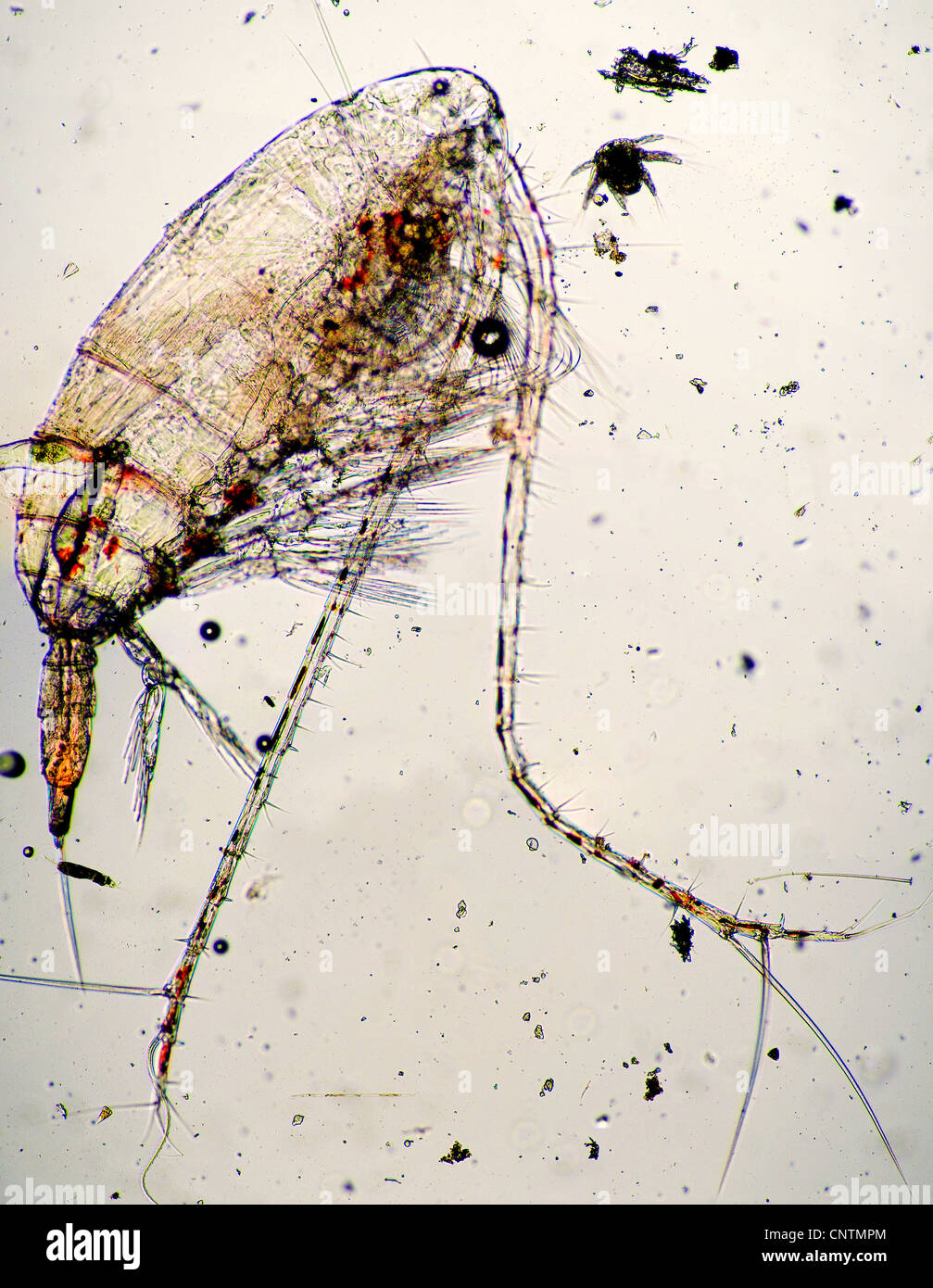 Copepod (Calanus finmarchicus), The planktonic Crustacean Calanus ...