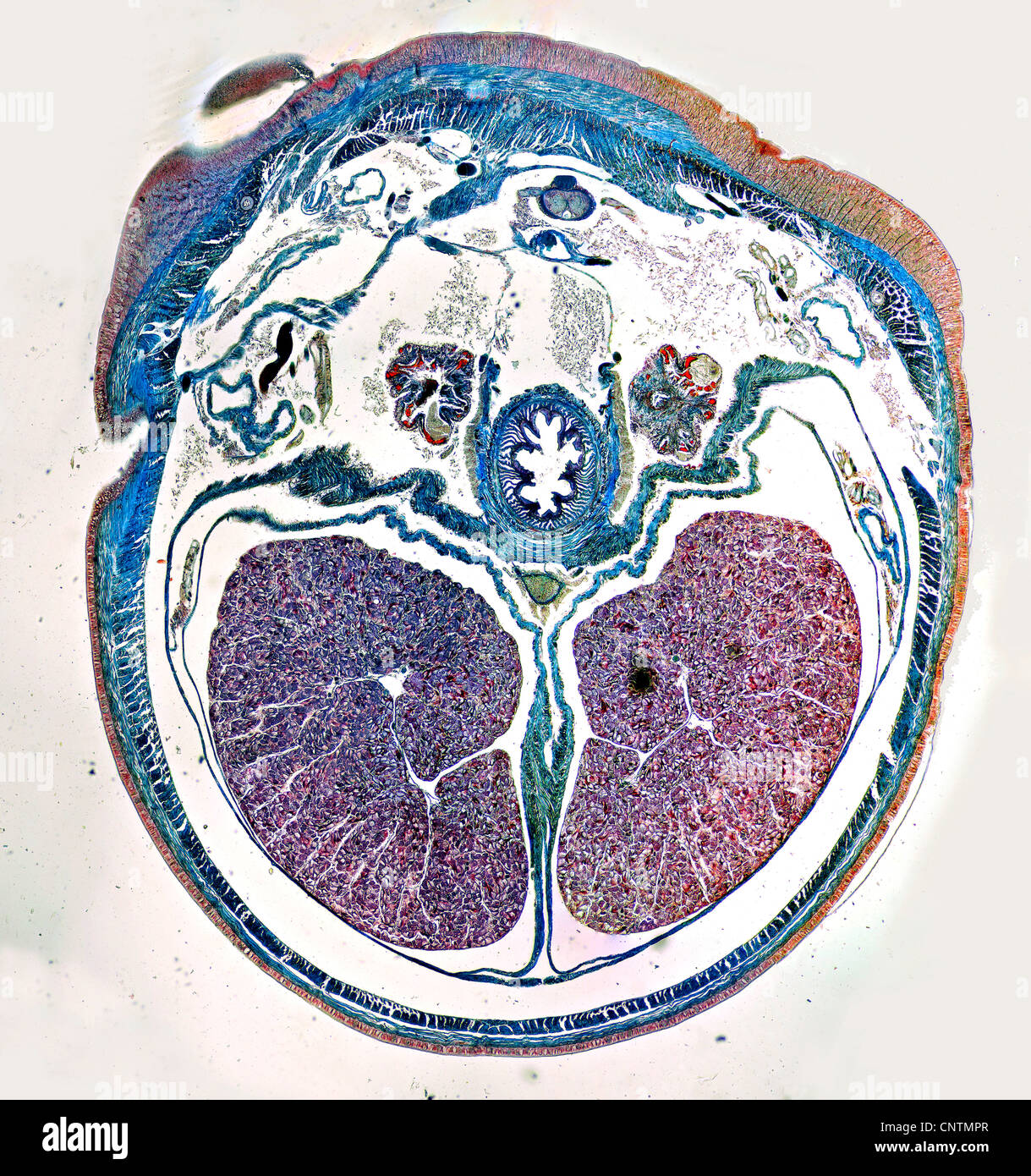 Micro homo sapiens High Resolution Stock Photography and Images - Alamy