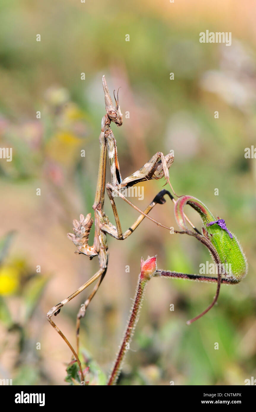 Conehead Mantis (Empusa pennata), sitting on a plant, Portugal, Algave ...