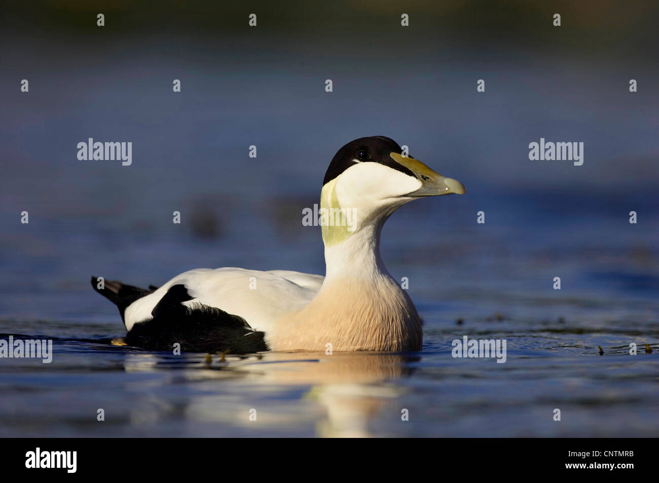 Eiders in breeding plumage hi-res stock photography and images - Alamy